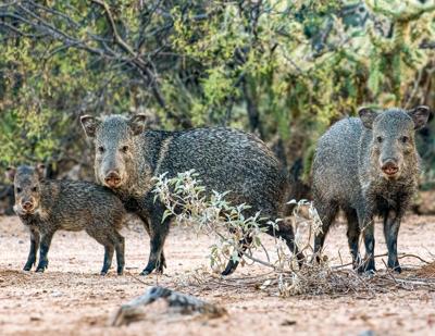 Javelinas present challenges in urban areas | Local News | gvnews.com