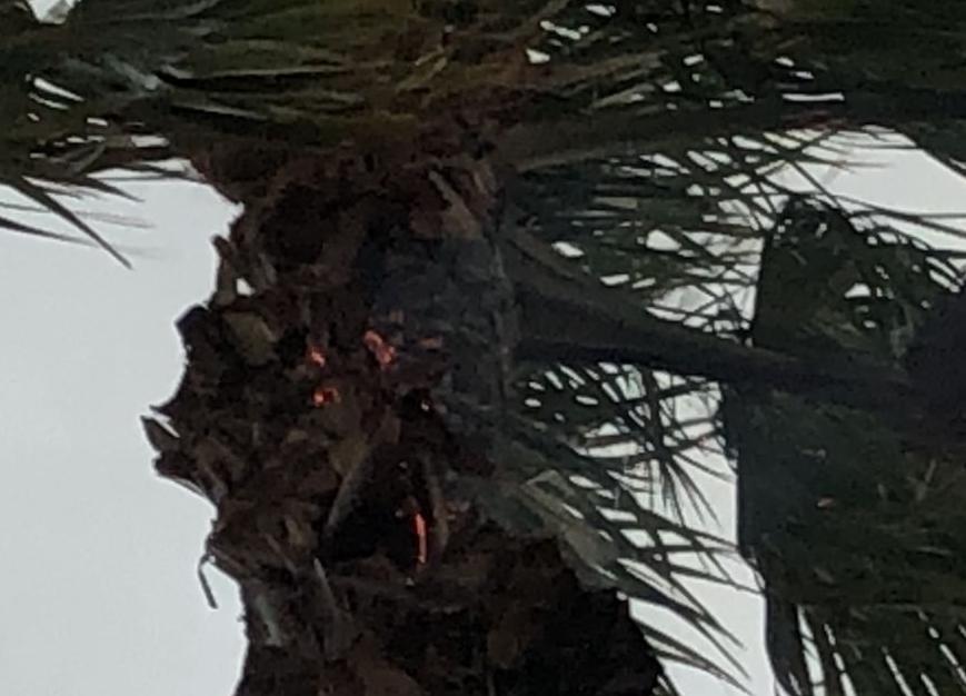 Fire crews called to palm tree fires | Local News Stories | gvnews.com