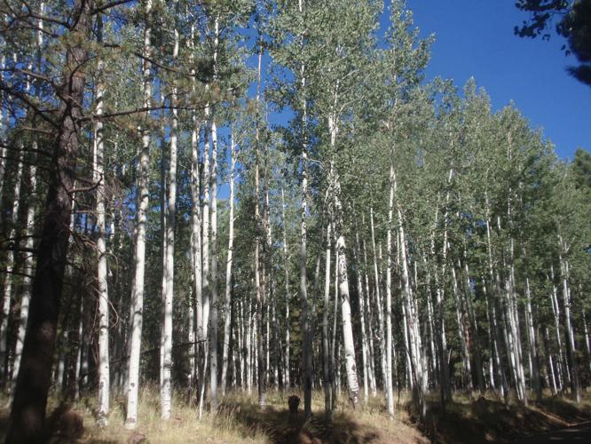 Travels with Two Sisters: HEADING TO HIGH COUNTRY | Get Out | gvnews.com