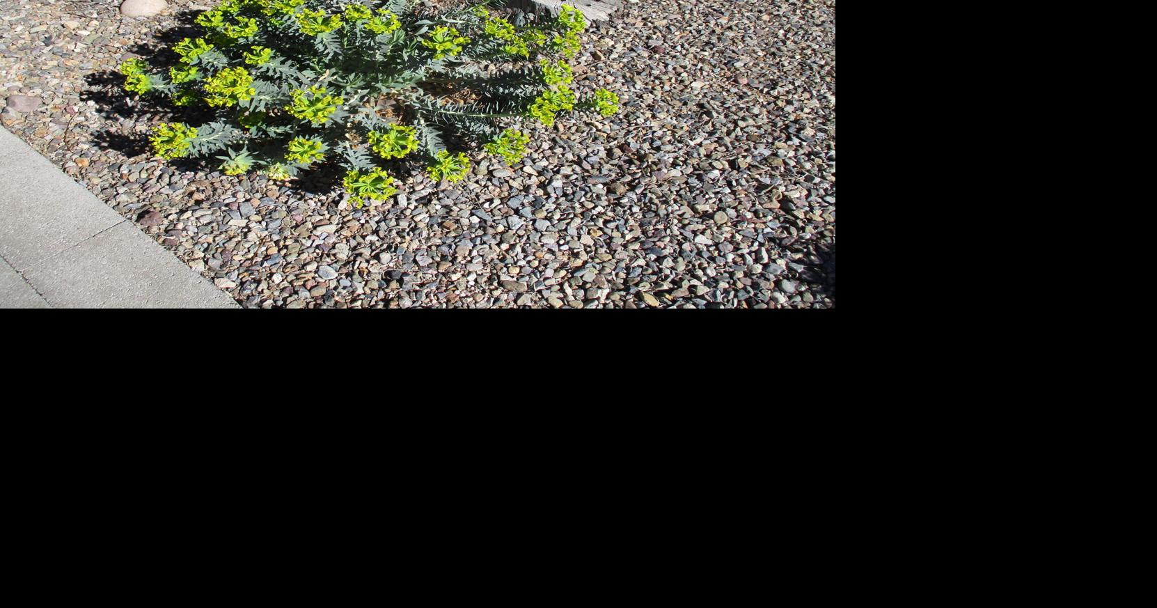 Green Valley Gardeners: Desert plants for easy-to-grow snowbird gardens ...