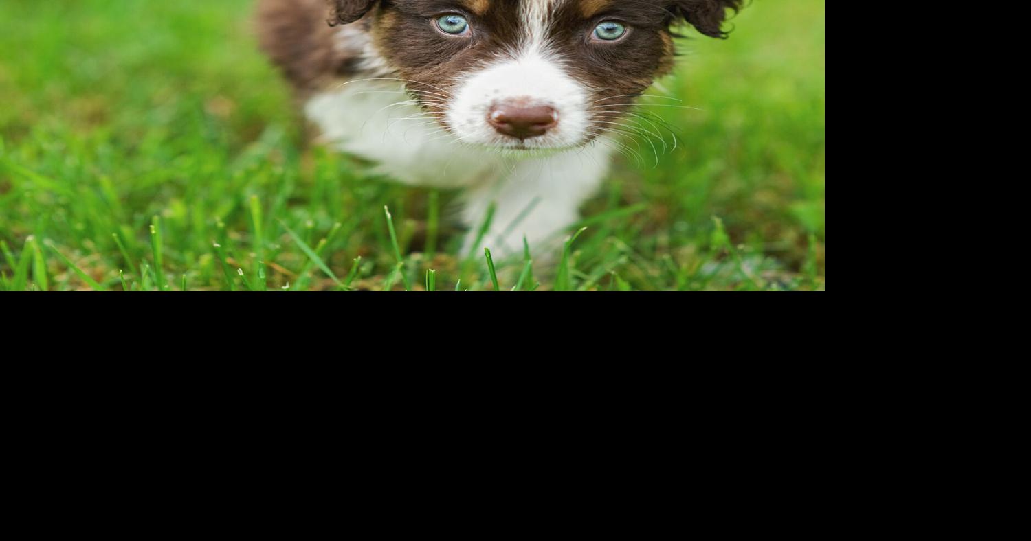 Signs of glaucoma in dogs and cats | Valley Verde Veterinarians ...