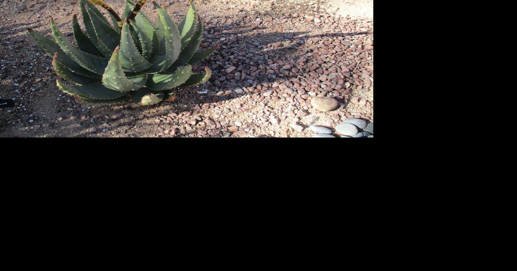 Green Valley Gardeners: ABCs of aloes | Get Out | gvnews.com