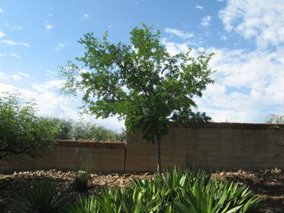 Green Valley Gardeners: January, our winter in the desert | Get Out ...