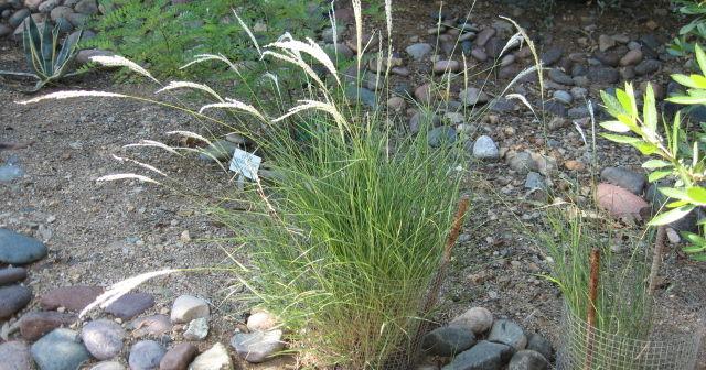 GV Gardeners: Some garden plants bunny-resistant | Get Out | gvnews.com
