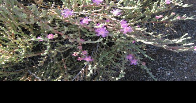 GV Gardeners: Growing ice plants in the desert garden | Get Out ...