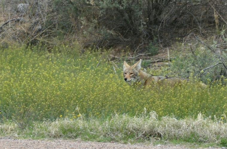 Coyote pup euthanized after biting well-meaning teen | Local News ...