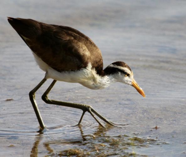 Rare bird makes a surprise visit to Canoa Ranch; birders take notice ...