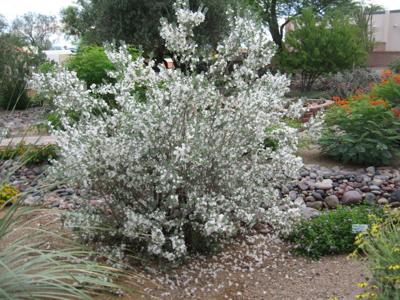 GV Gardeners: Handsome Texas Rangers suited for desert | Get Out ...