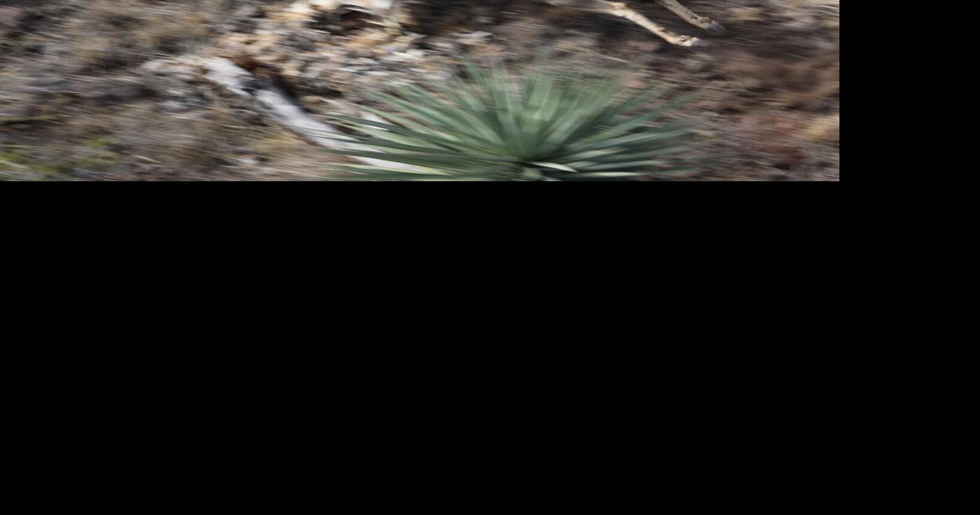 Game and Fish conducting aerial wildlife counts | Local News Stories ...