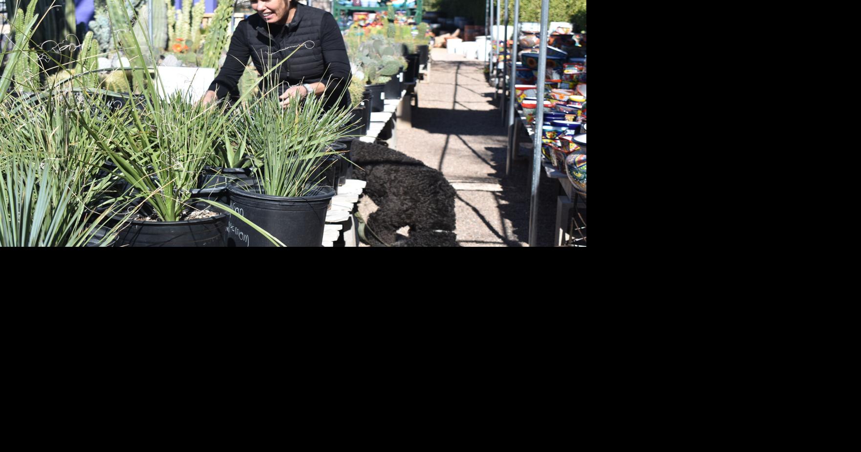 Snowbirds drive holiday season for local businesses | Local News ...