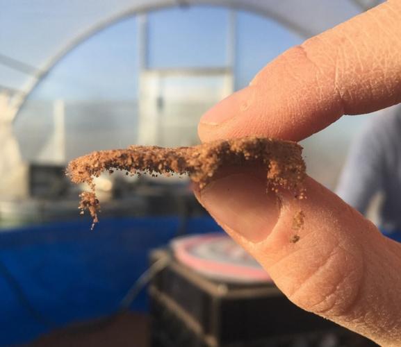 Has desert dust met its match? Biocrust restoration may be solution ...