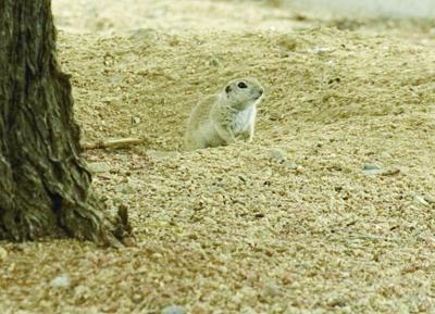 Desert Denizens: Prairie dogs are a keystone species | Get Out | gvnews.com