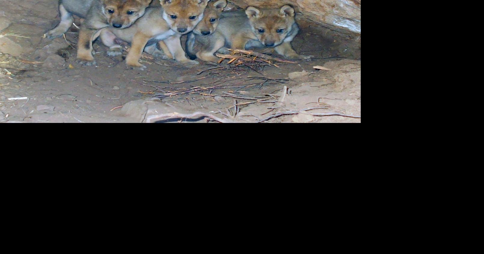 Mexican gray wolf pups in the wild | | gvnews.com