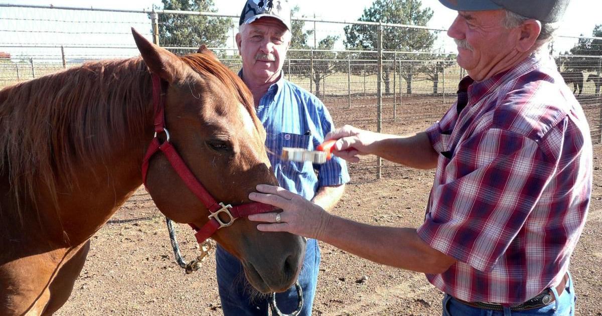 Sonoita ranch keeping stallion’s legacy alive | Get Out | gvnews.com