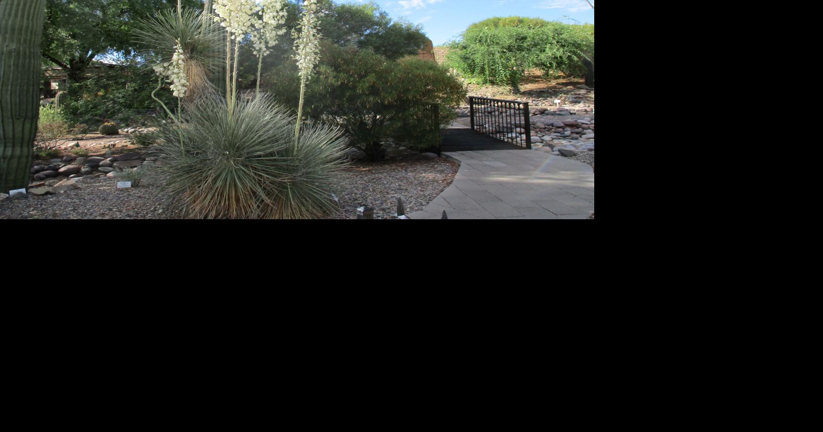 Green Valley Gardeners: Yucca grows as symbol of the Southwest | Get ...