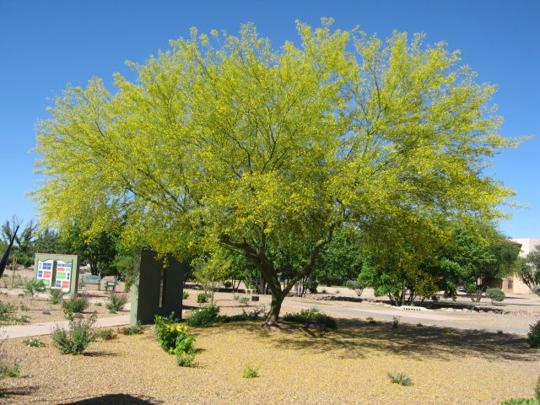 GV Gardeners: Southern Arizona's invaluable desert trees | Get Out ...