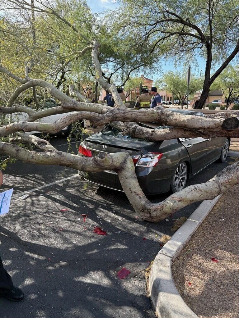 Strong wind brings tree down onto car | Local News | gvnews.com