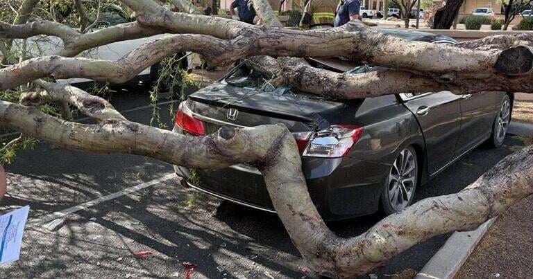 Strong wind brings tree down onto car | Local News | gvnews.com