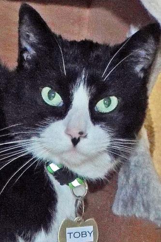 Up For Adoption | Get Out | gvnews.com