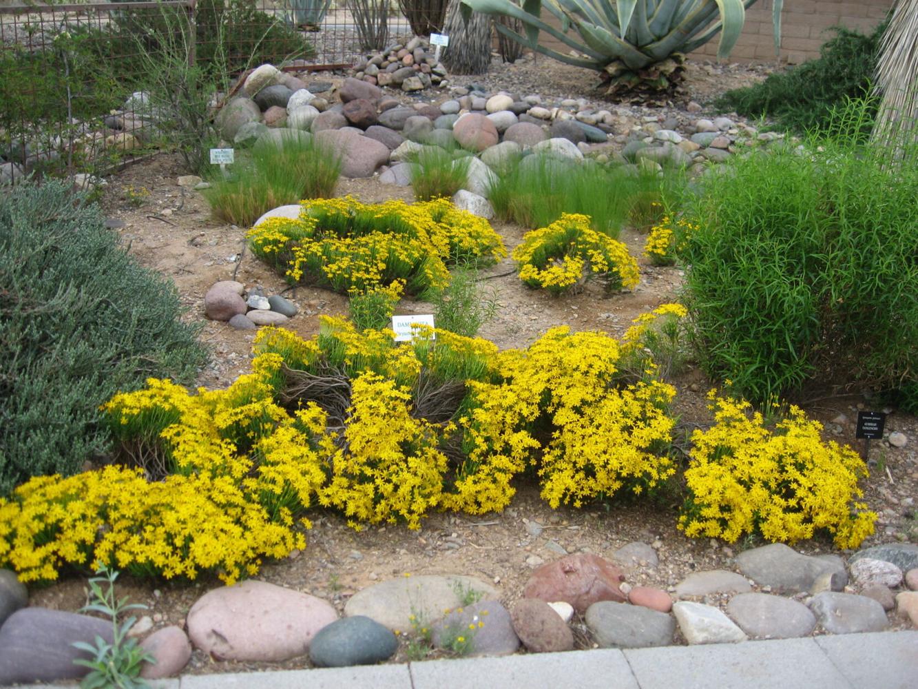 Yellow blooms in our desert | Get Out | gvnews.com