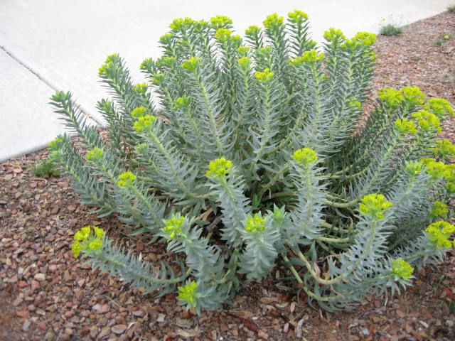 GV Gardeners: Low-care desert plants for the winter garden | Get Out ...