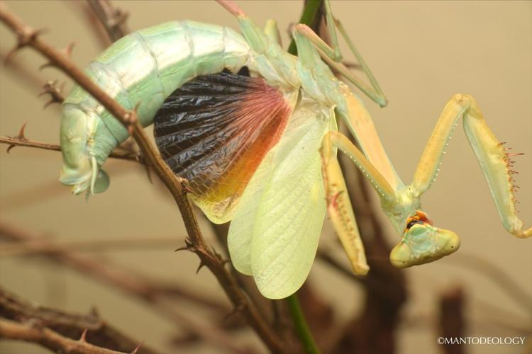 New mantis species discovered in Madera Canyon | Local News | gvnews.com