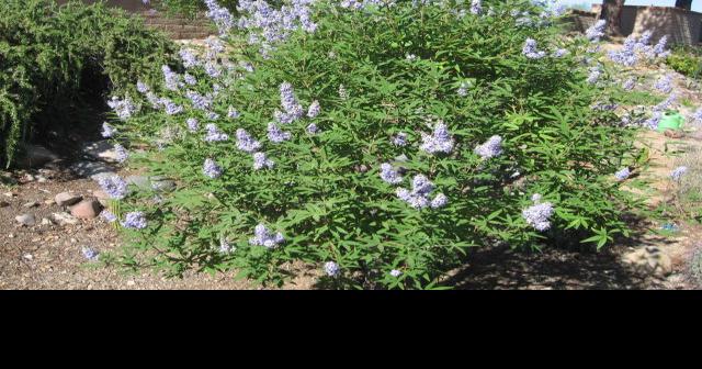 GV Gardeners: Aromatic, colorful Vitex Tree for landscape | Get Out ...