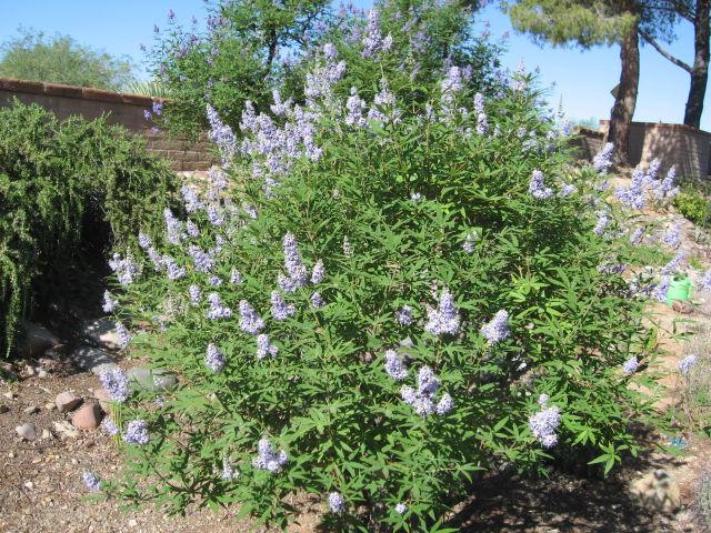 GV Gardeners: Aromatic, colorful Vitex Tree for landscape | Get Out ...