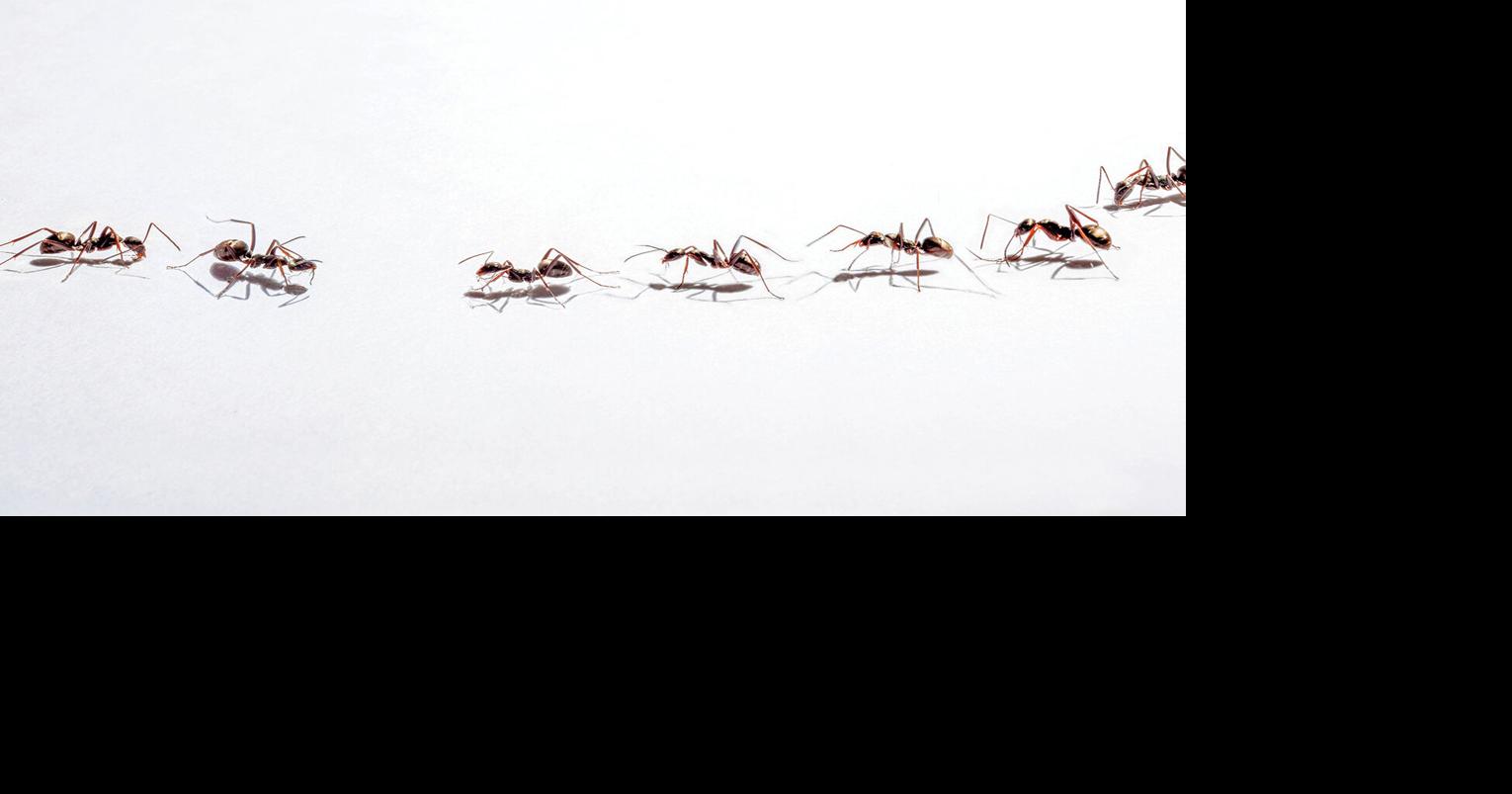 DIY vs. Professional Pest Control | Bill's Home Service | gvnews.com