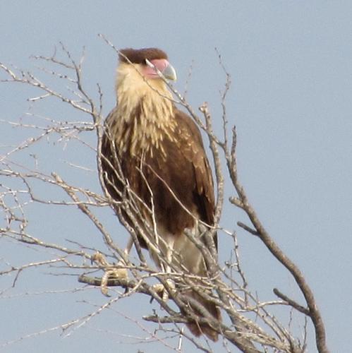 Once rare Mexican bird becoming more at home in GV | Local News Stories ...