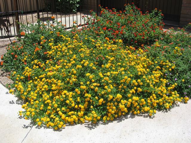 GV Gardeners: Choose lantana for spectacular summer color | Get Out ...