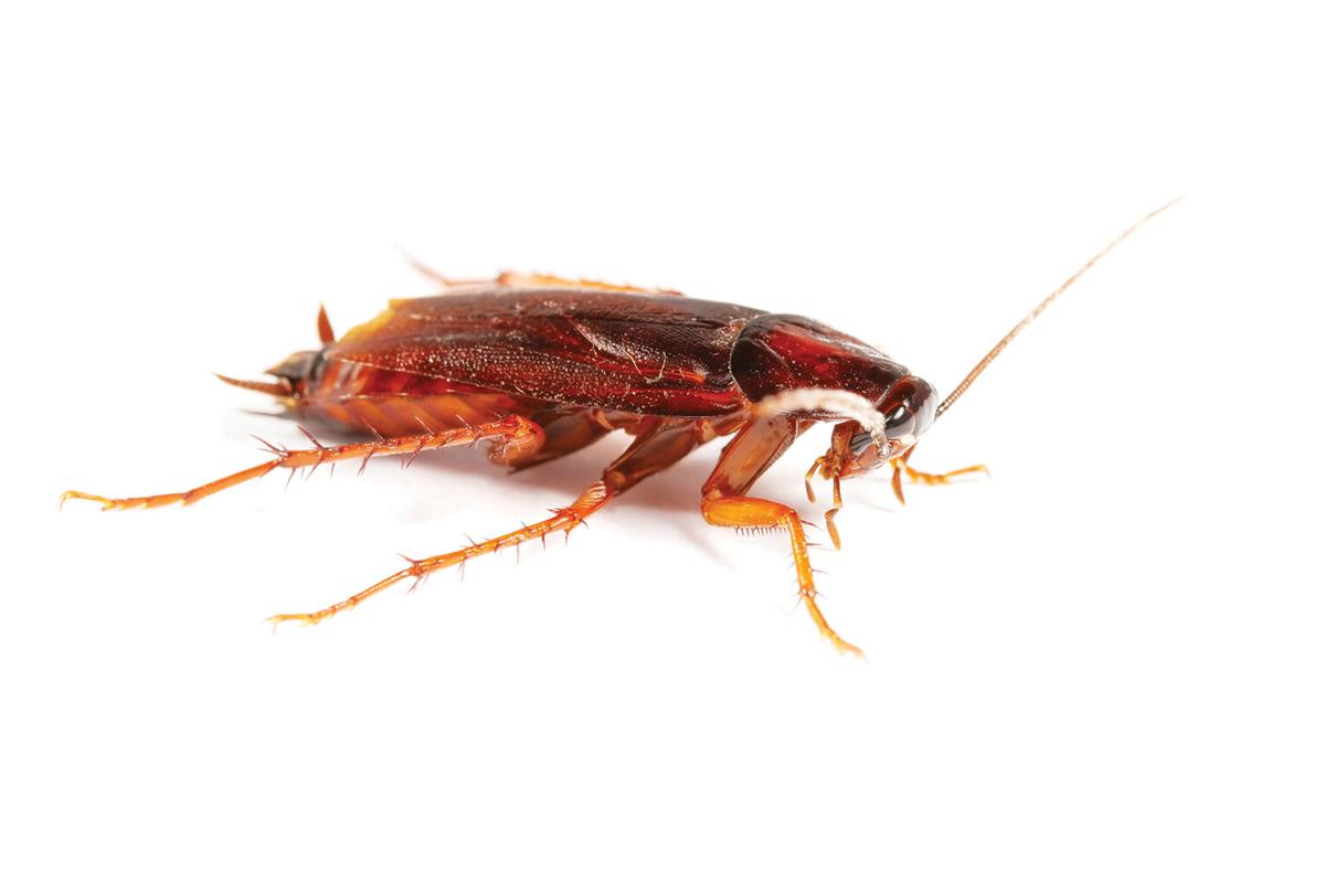 Top Three Most Common Kitchen Pests | Bill's Home Service | gvnews.com
