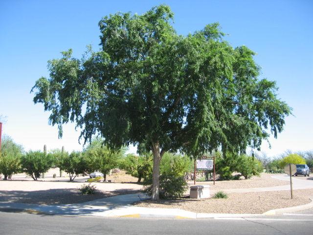 GV Gardeners: Oriental natives good desert choice | Get Out | gvnews.com
