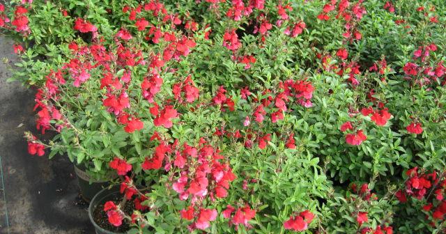 GV Gardeners: Check out red hot plant picks | Get Out | gvnews.com