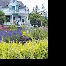 Agritourism draws crowds to Sequim Lavender Festival | Local News ...