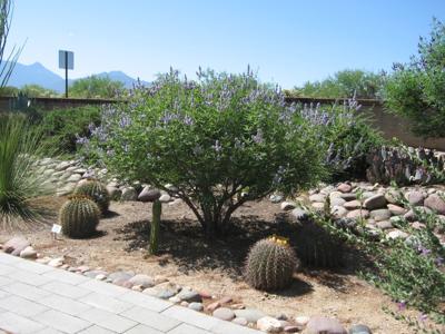Green Valley Gardeners: Vitex trees look and smell pretty | Get Out ...