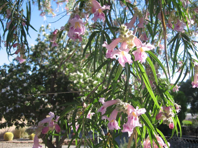 GV Gardeners: Preferred native trees for songbird gardens | Get Out ...