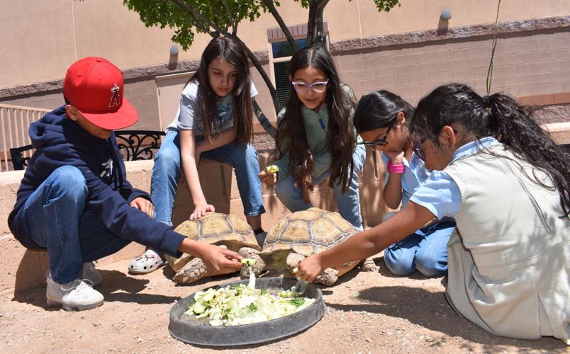 Wrightson Ridge tortoises could use a hand | Local News | gvnews.com