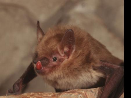 Green Thumb: Beneficial bats can make great neighbors | Get Out ...