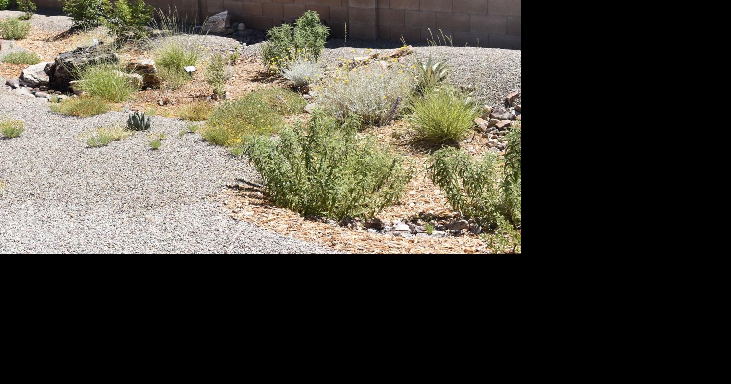 Berms and basins: Harvesting water to create a native desert | Get Out ...