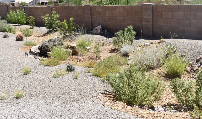 Berms and basins: Harvesting water to create a native desert | Get Out ...