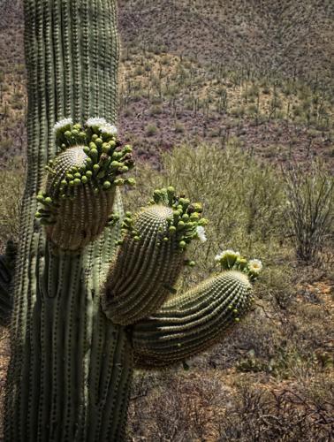 Park offering cool, indoor nature talks | Get Out | gvnews.com