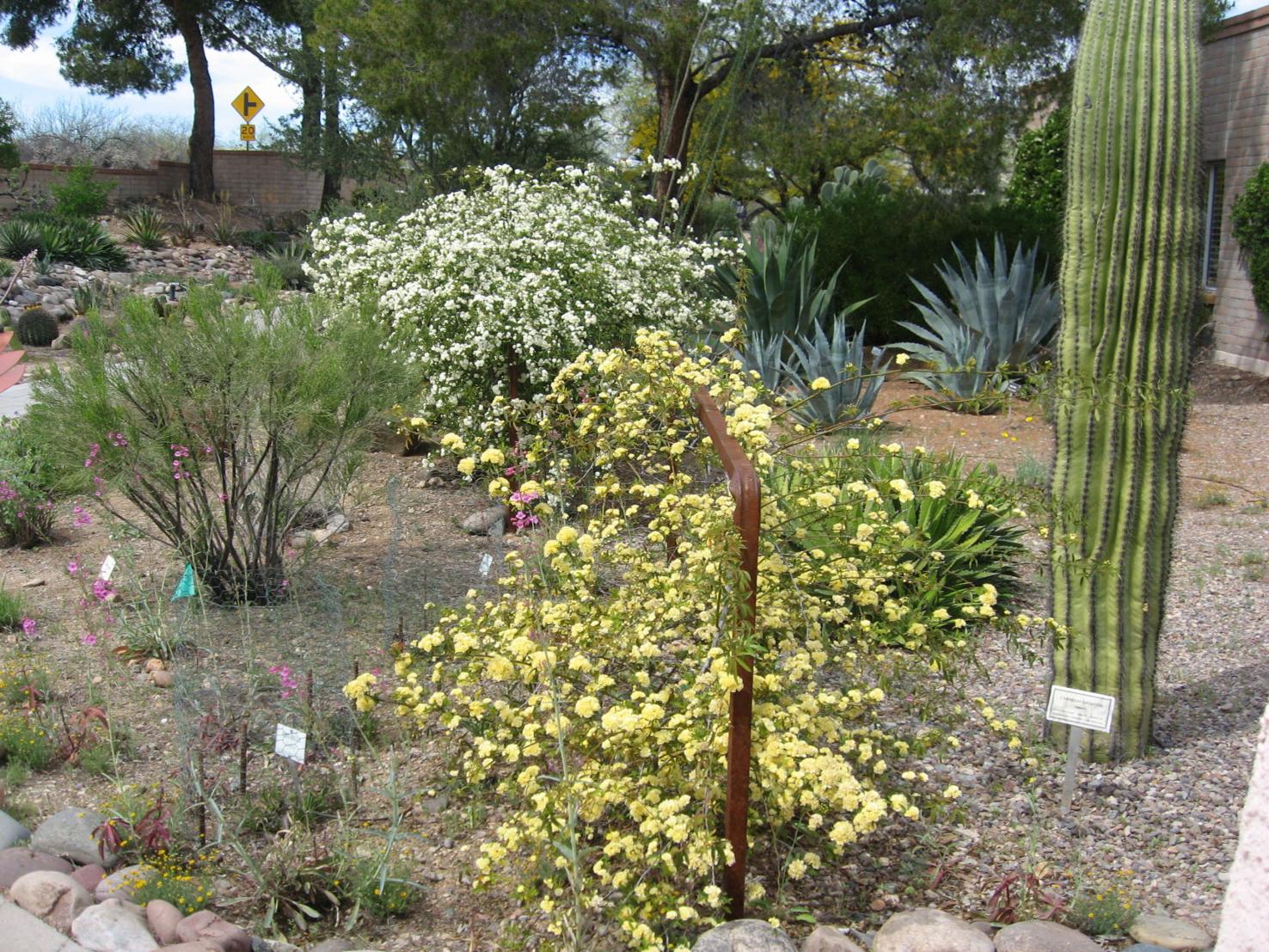 GV Gardeners: Tombstone roses nearly too tough to die | Get Out ...