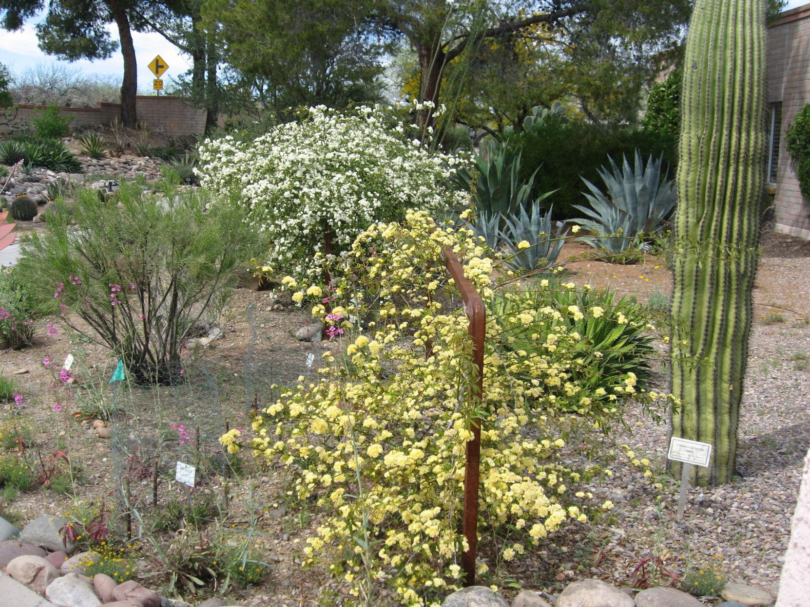 GV Gardeners: Tombstone roses nearly too tough to die | Get Out ...