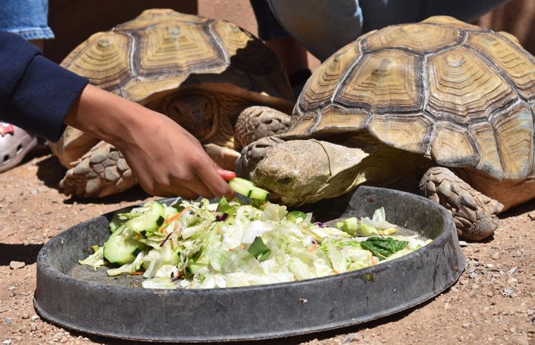 Wrightson Ridge tortoises could use a hand | Local News | gvnews.com