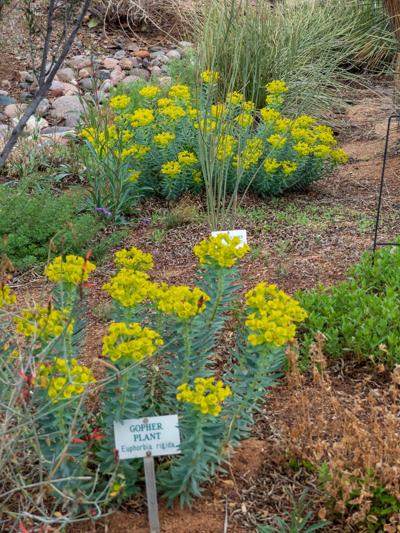 GV Gardeners: Every garden needs a gopher or two | Get Out | gvnews.com