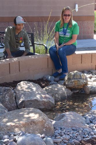 Bathing beauties: Community comes through for Wrightson Ridge tortoises ...