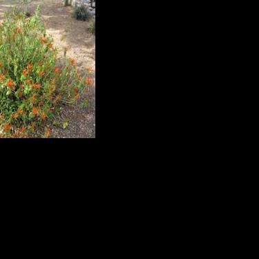 Mexican honeysuckle attracts fans of color orange | Get Out | gvnews.com