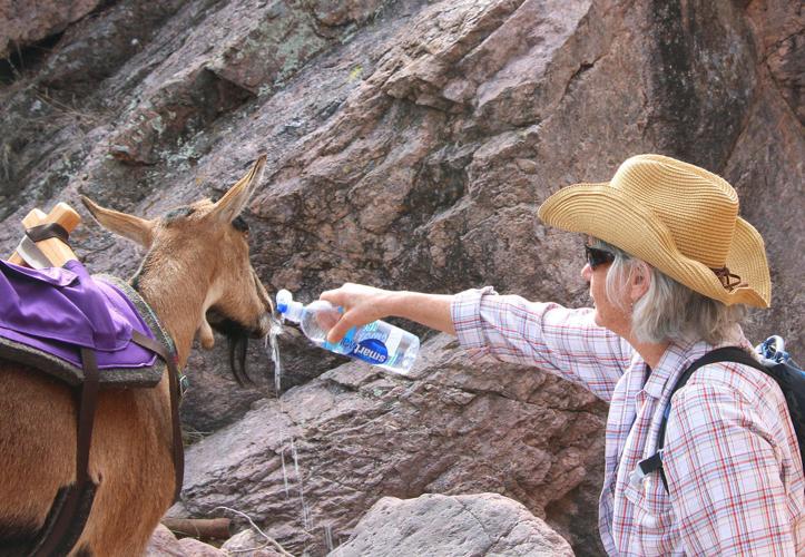 Goats lighten load, provide company and safety | Get Out | gvnews.com