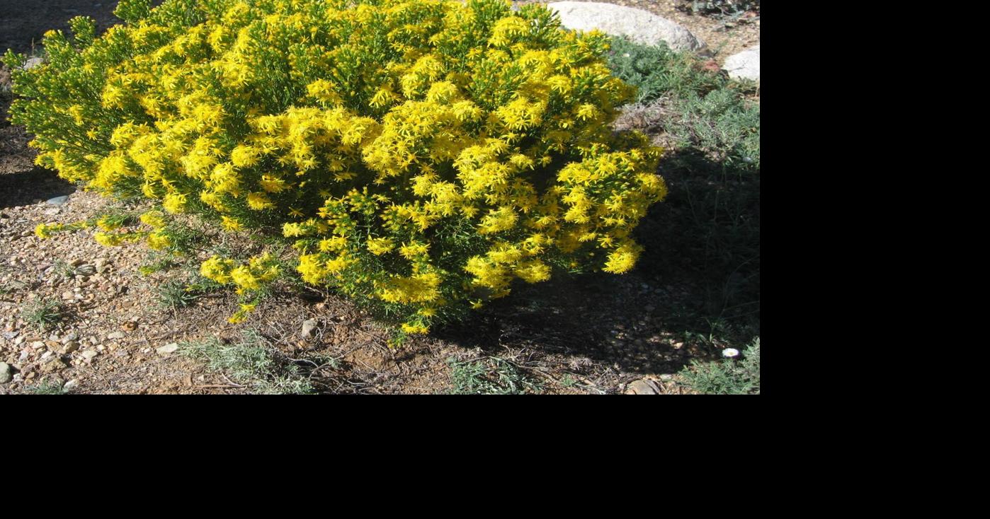 Green Valley Gardeners: Turpentine bush, a late season bloomer | Get ...